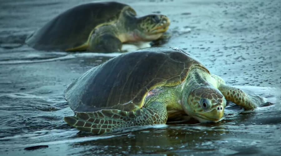 เบื้องหลัง The Tropics : Spy in the Wild การถ่ายสารคดี ใช้หุ่นยนต์เต่า ...