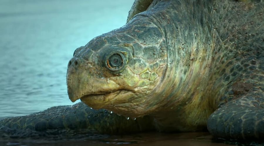 เบื้องหลัง The Tropics : Spy in the Wild การถ่ายสารคดี ใช้หุ่นยนต์เต่า ...