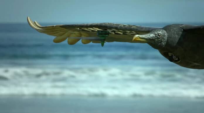 เบื้องหลัง The Tropics : Spy in the Wild การถ่ายสารคดี ใช้หุ่นยนต์เต่า ...