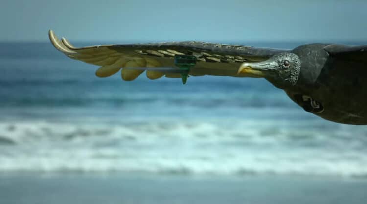 เบื้องหลัง The Tropics : Spy in the Wild การถ่ายสารคดี ใช้หุ่นยนต์เต่า ...