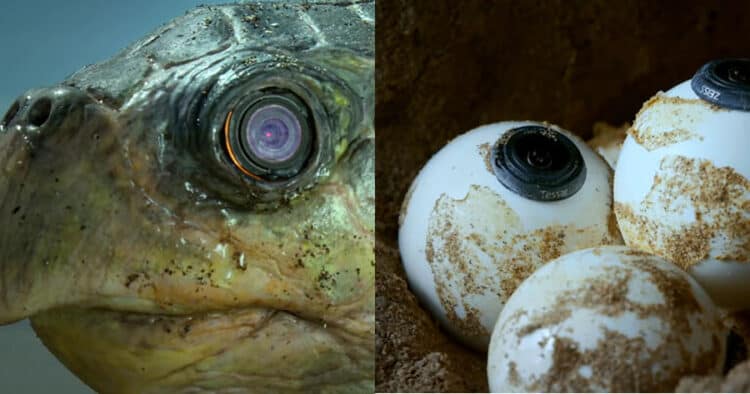 เบื้องหลัง The Tropics : Spy in the Wild การถ่ายสารคดี ใช้หุ่นยนต์เต่า ...